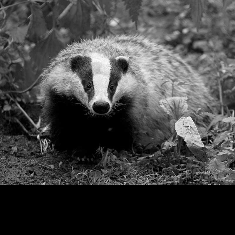 Environment - Full Fact