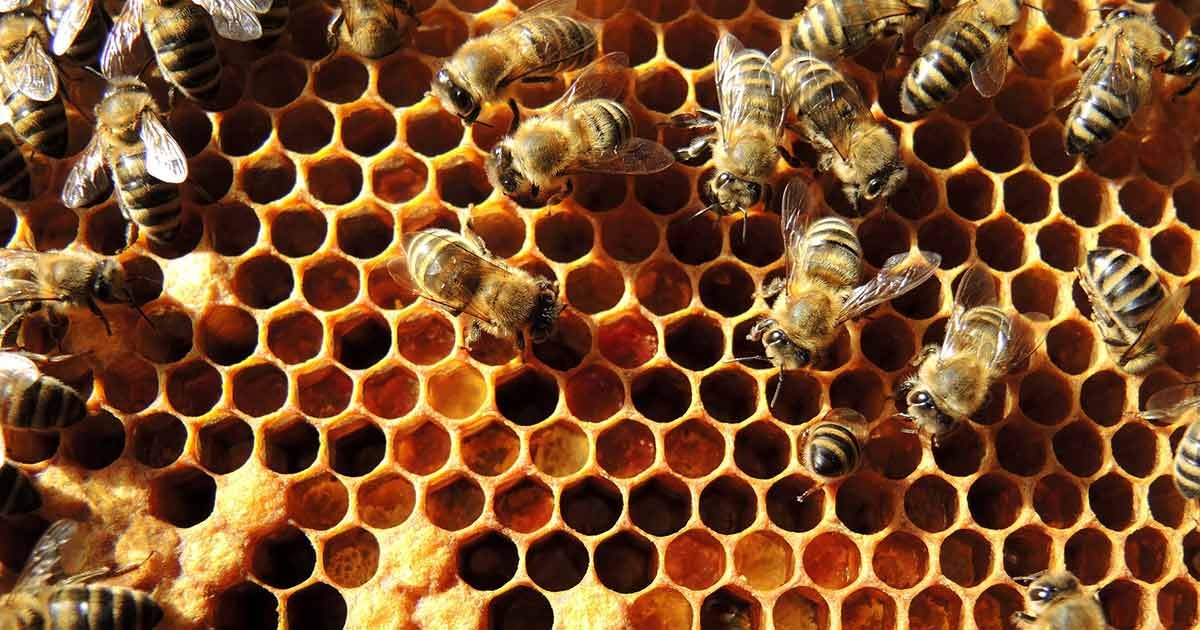 Bees, neonicotinoids and the EU – Full Fact