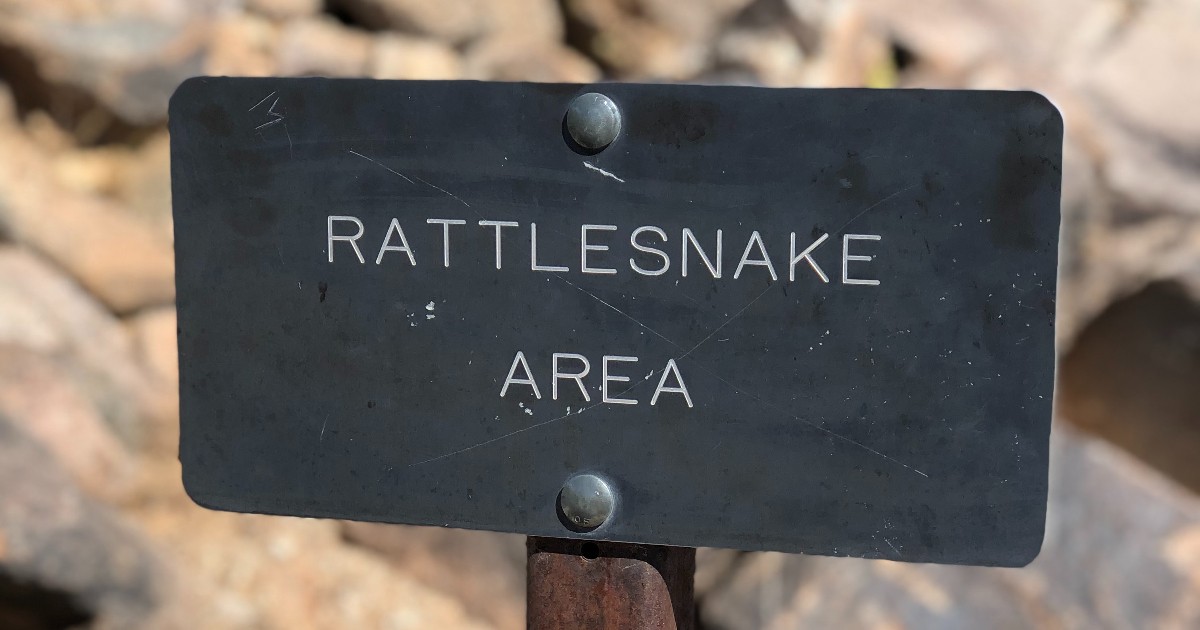 Reports of deadly rattlesnake found in UK and Ireland are false – Full Fact