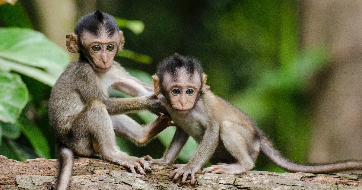 Monkeypox is being detected in countries with and without wild monkeys ...