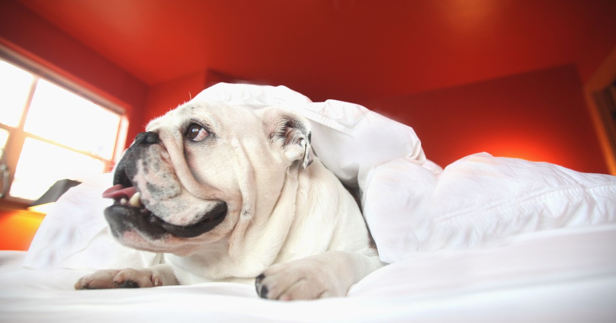 This picture doesn’t show a child's heart infected with a dog parasite ...