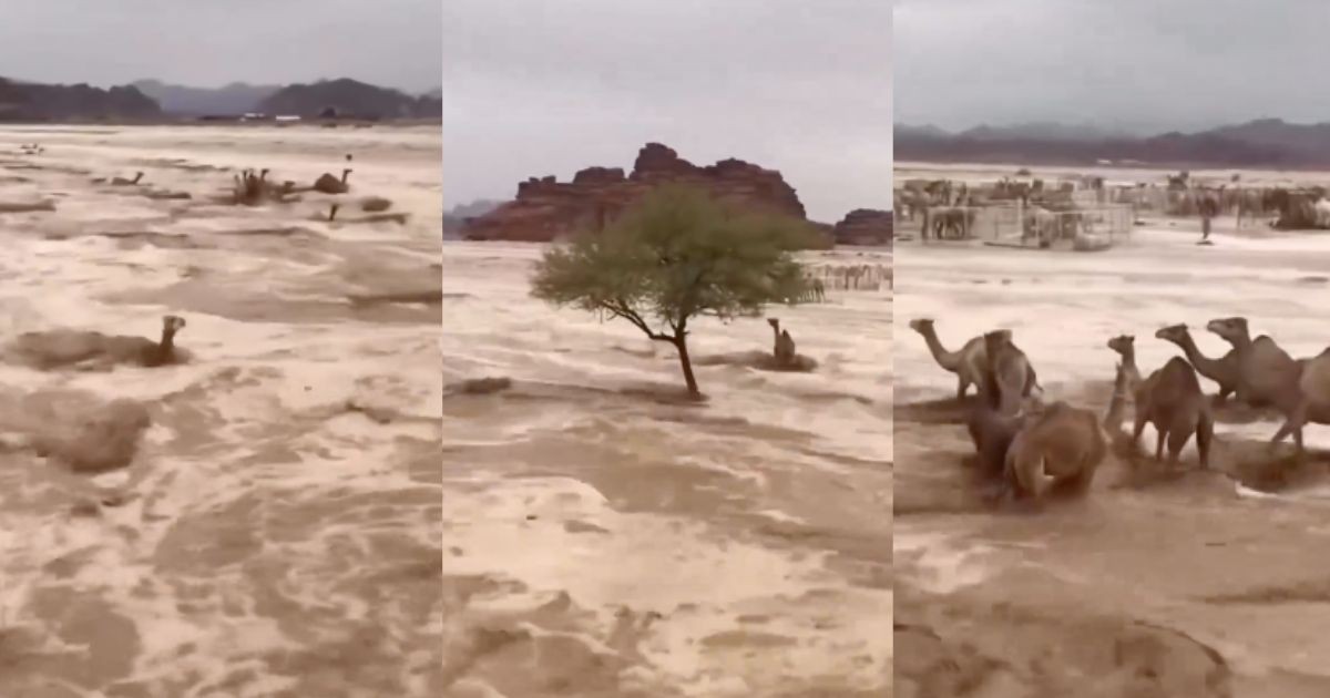 Video of camels struggling in water torrent wasn’t filmed during recent ...