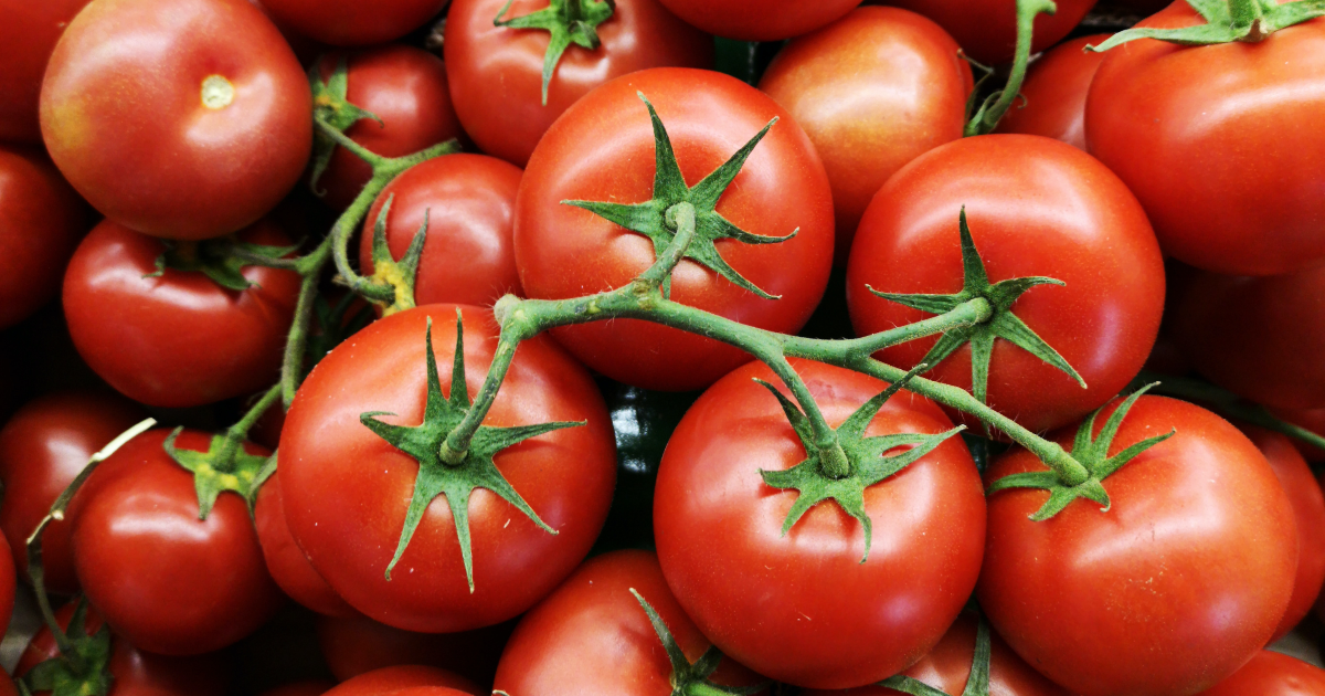 Video showing genetically modified tomato ‘swimming’ is fake – Full Fact