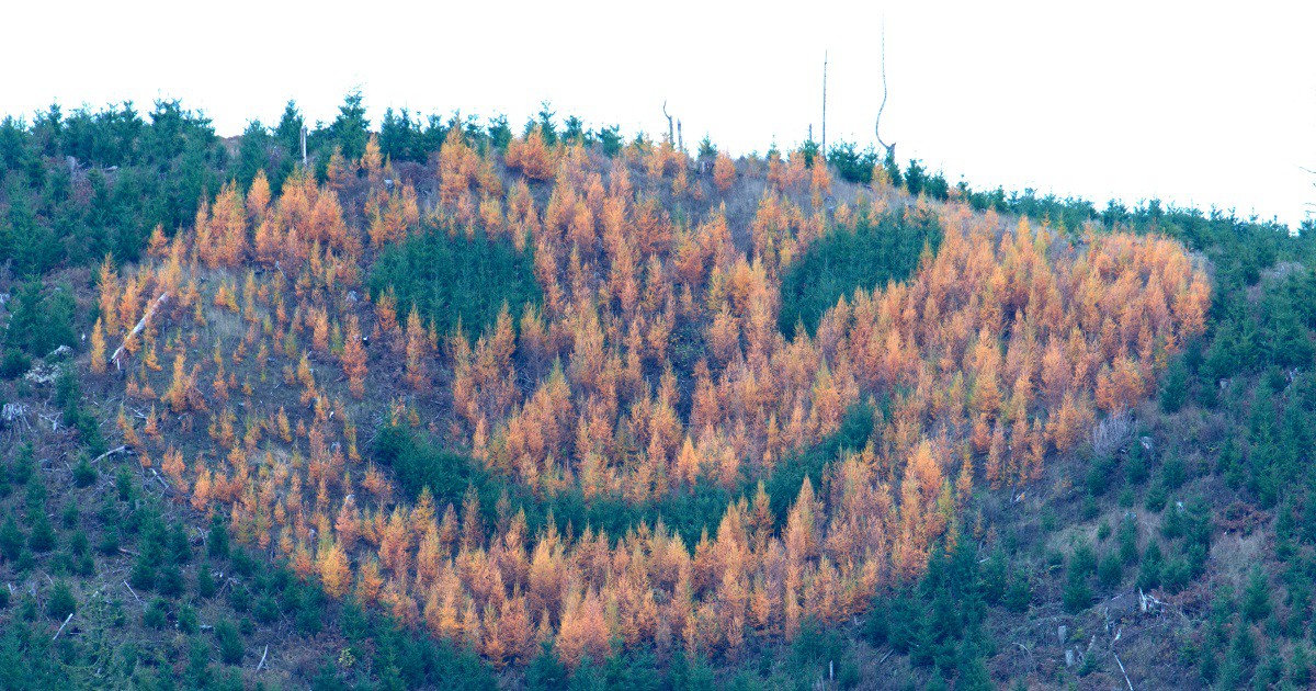Photo of smiley face in forest is real – Full Fact