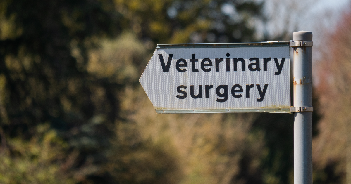 Fake missing child post uses photo of boy witnessing family pet being ...