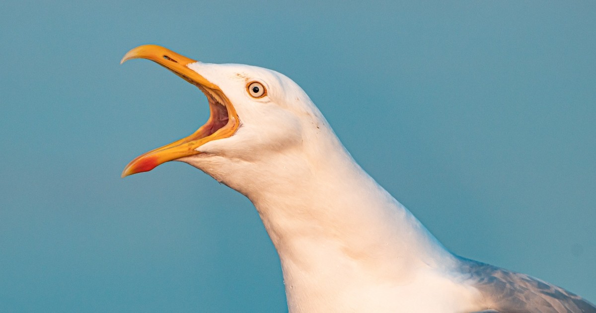 Video of woman stuffing seagull into bag is missing context – Full Fact