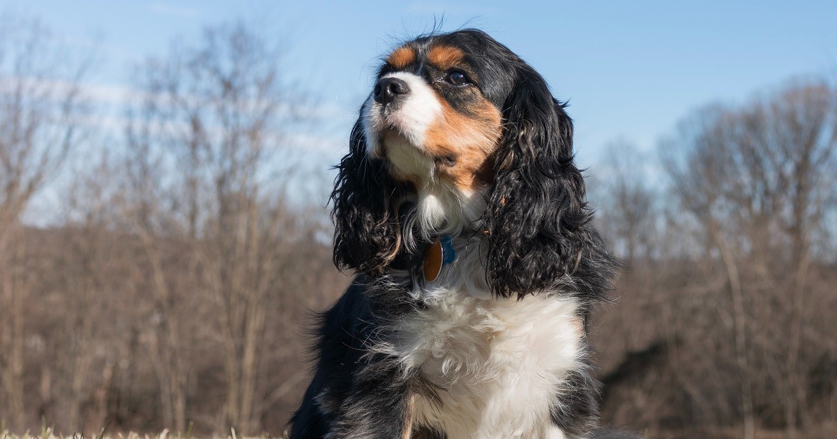 Can A Dog Fake A Injury