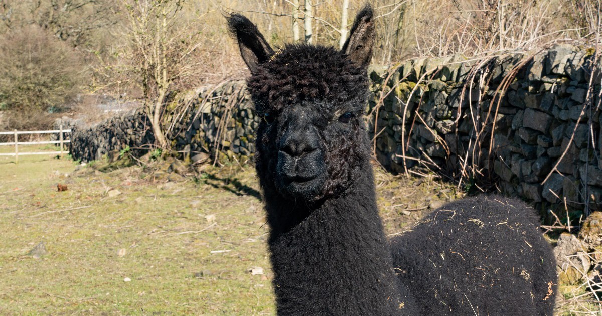 Why it’s unlikely Geronimo the alpaca’s TB test gave a false positive ...