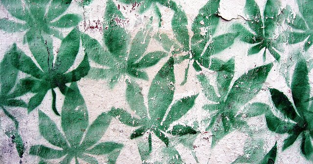 Factcheck: does cannabis cause a quarter of psychosis cases? – Full Fact