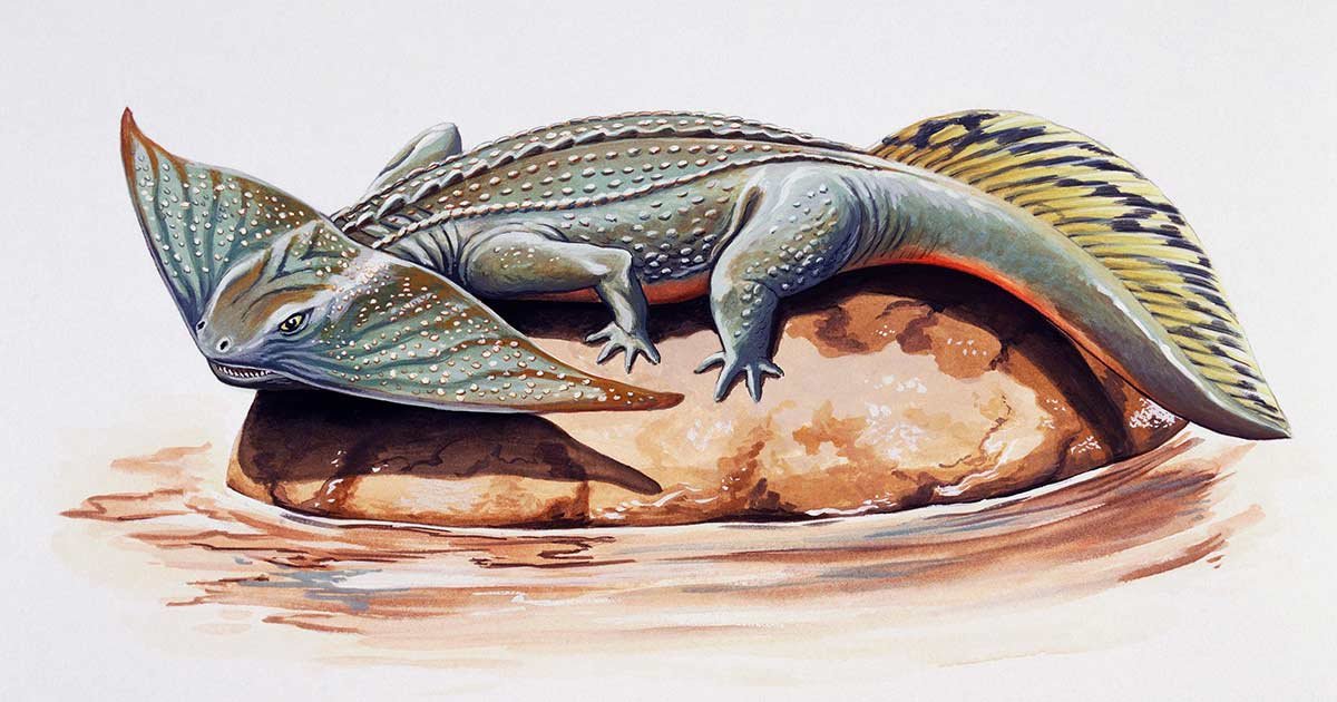 This picture shows a model of an extinct amphibian – Full Fact