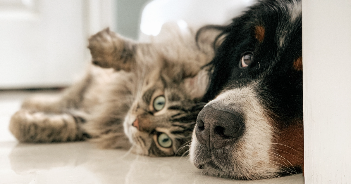 WEF has not advocated the slaughter of millions of pets – Full Fact