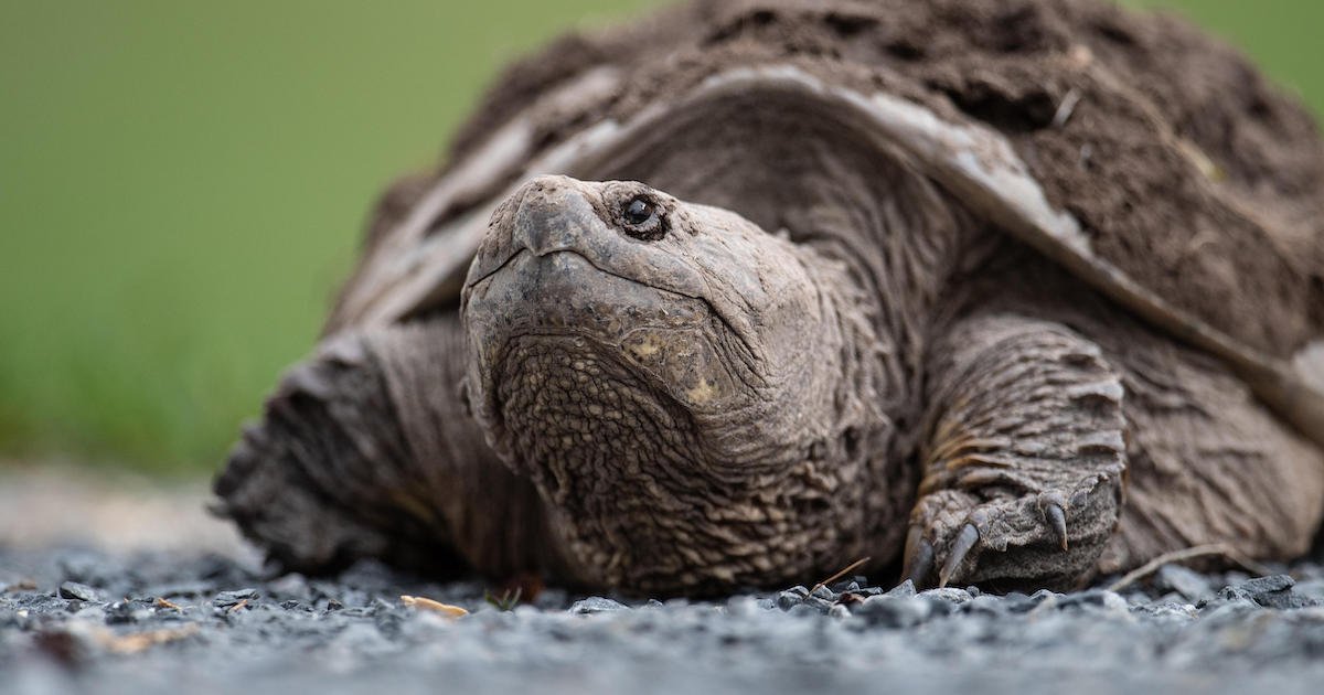 A turtle was deformed by a plastic ring in the water – Full Fact
