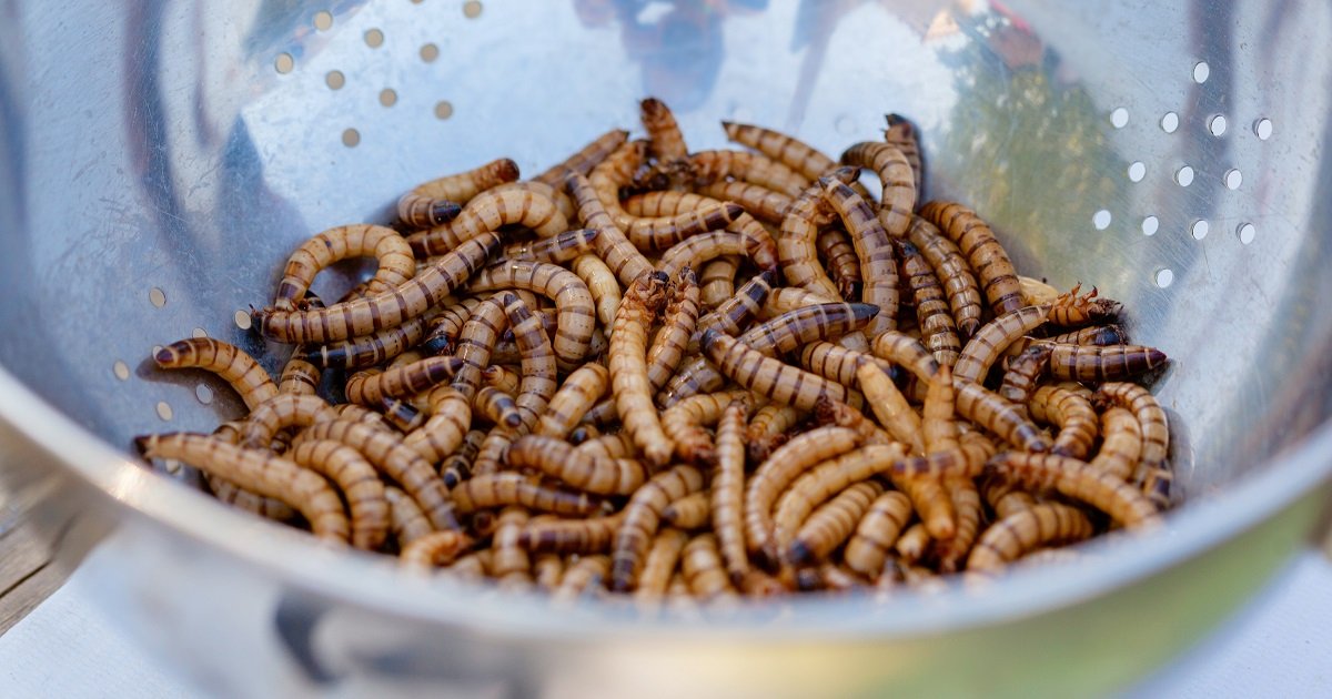 Eating bugs hasn’t been shown to cause cancer or lung disease – Full Fact