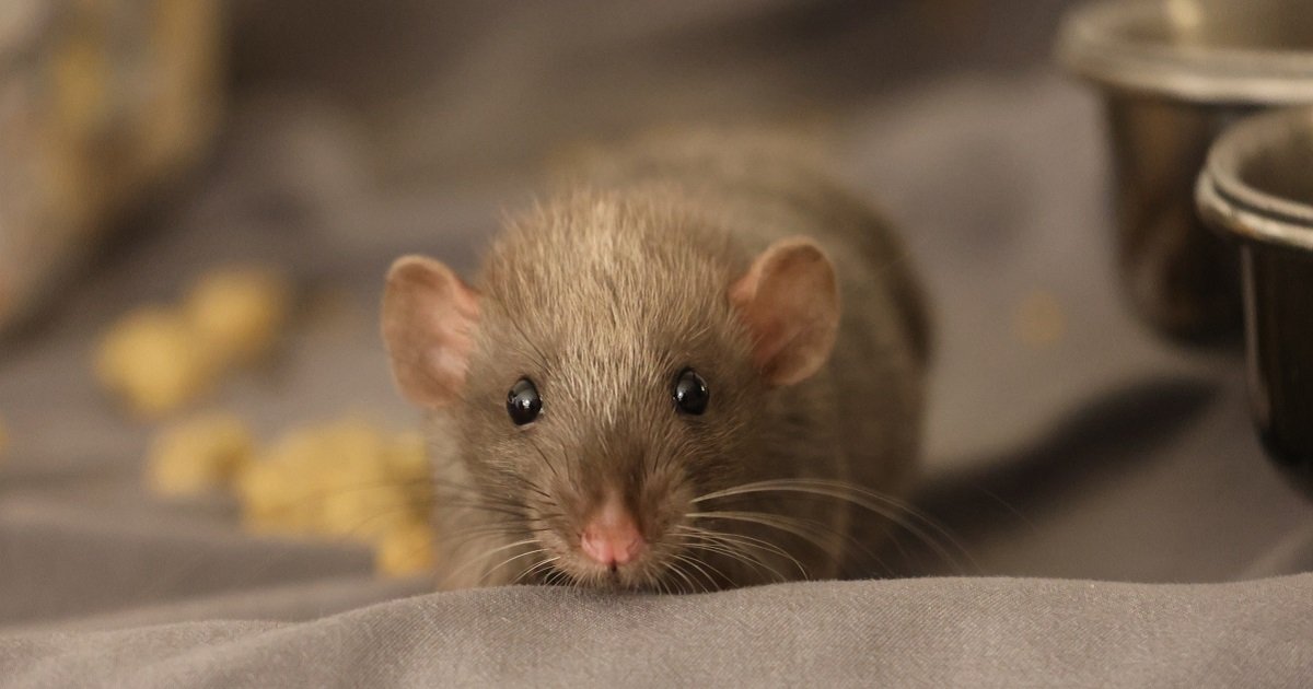 Vitamin D supplements aren’t ‘rat poison’ – Full Fact