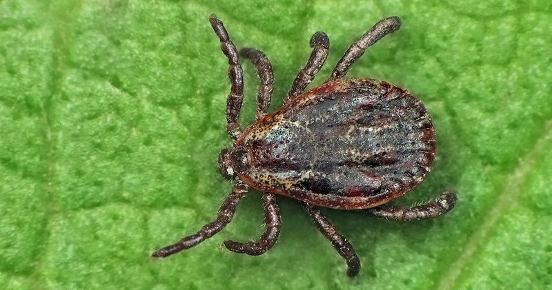 A deadly virus is not sweeping through Spain – Full Fact